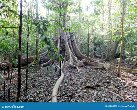 Unique Root Of Big Tree In The Jungle Stock Photo Image Of Ficus Bright 49768362