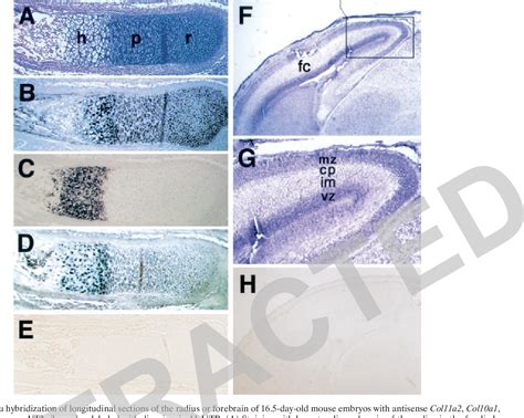 Figure 3 From A Krüppel Associated Boxzinc Finger Protein Nt2