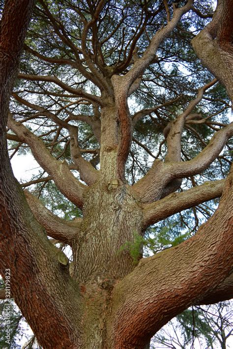 Sexy Tree Body Nature Forest Green Tokyo Narita In Japan HND NRT OKA CTS Stock Photo
