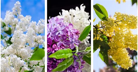 Liliacul Muza Poeziei Cele Mai Frumoase Imagini și Versuri Cu Parfum