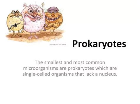 PPT Prokaryotes PowerPoint Presentation Free Download ID 1828851