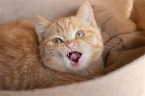 Gatito De Jengibre Sentado En Su Sofá Y Gritando Foto Premium