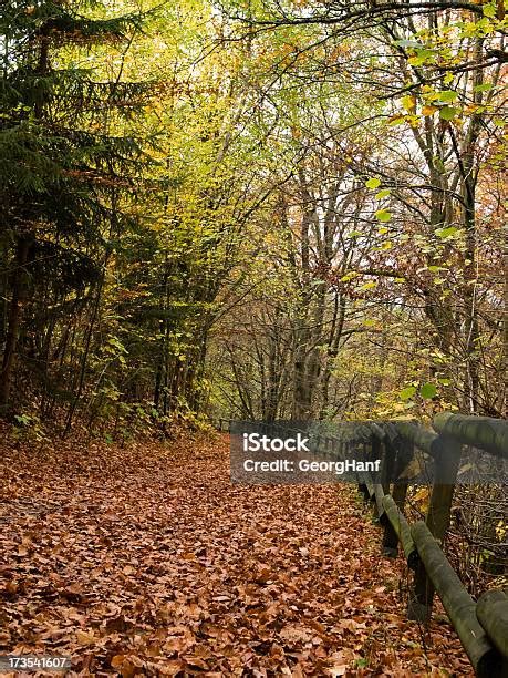 베스키드 산의 가을 숲 0명에 대한 스톡 사진 및 기타 이미지 0명 가을 가을 단풍 Istock