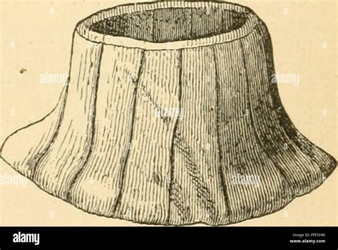 This Work Examines The Structure Of Birds Including Detailed Studies