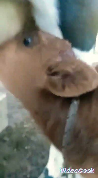 Terneira Bambi Mamando😀 Youtube