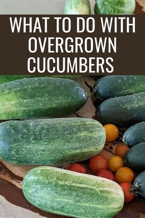 What To Do With Overgrown Cucumbers 15 Delicious Ideas In 2022