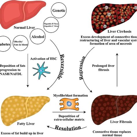The Use Of Gene Based Targeted Delivery In The Treatment Of Liver