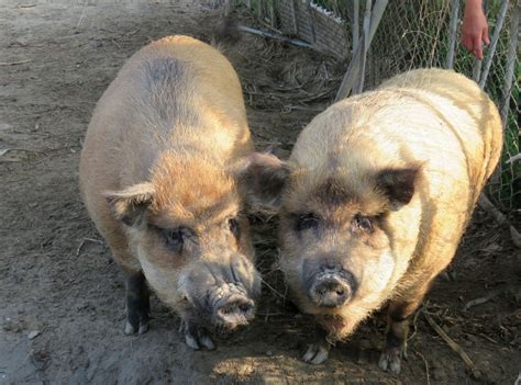 養寵物豬 控制食量是大難題 台灣動物新聞網