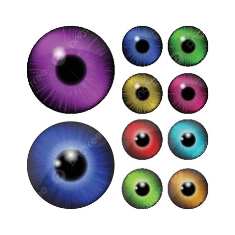 Eye Parts Set In Realistic Vector Illustration Human Vector Vision