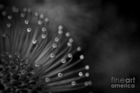 On The Threshold Of A Dream Photograph By Sharon Mau Fine Art America