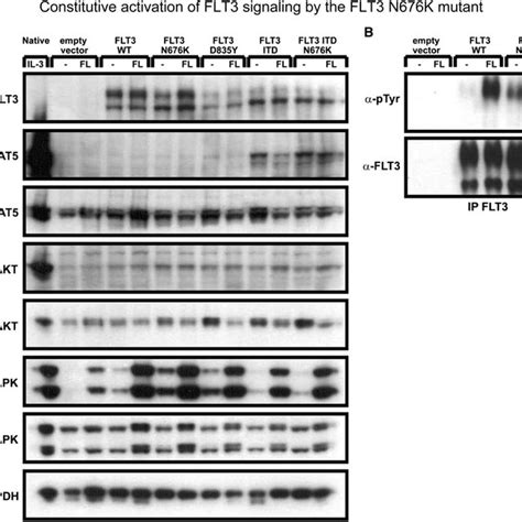 Constitutive Activation Of Flt3 Signaling By The Flt3 N676k Mutant