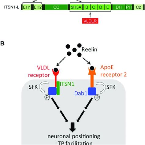 Genetic Interaction Of Itsn1 With Reelin Signaling A Nissl Staining Download Scientific