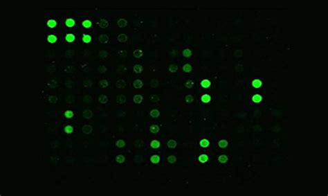 Angiogenesis Gene On Biotech