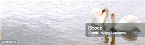 흰 백조 몇 마리가 물 속에서 수영합니다 사랑과 충실함의 상징은 두 백조가 하트 모양을 만드는 것입니다 야생 조류 와 마법의 풍경 격조 이미지 배너 복사 공간 백조에 대한