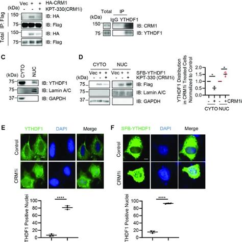 Nuclear Cytoplasmic Shuttling Of Ythdf1 Is Mediated By Exportin 1