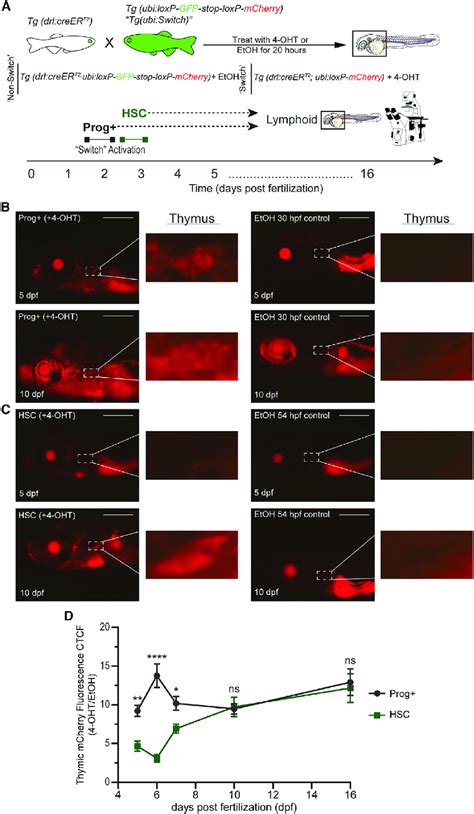 Thymic T Cell Contribution By Embryonic Progenitors And Hscs Is Download Scientific Diagram