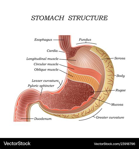 Stomach Anatomy Infographic Human Body Vector Stock Vector Royalty