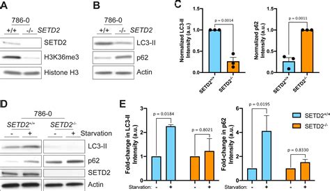 An Actin Whamm Interaction Linking Setd2 And Autophagy Pmc