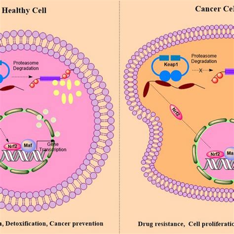 Dual Role Of Nrf2 Involves In Cancer Prevention And Cancer