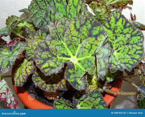 Eyelash Begonia Plant With Many Leaves Stock Image Image Of Green