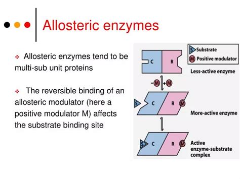 Ppt Allosteric Enzymes Powerpoint Presentation Free Download Id