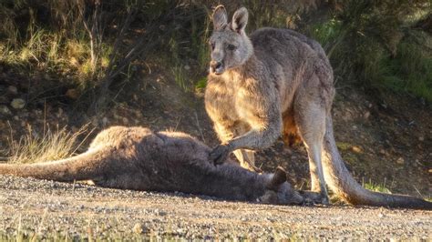 A Male Kangaroo Grieves Over The Body Of A Dead Female Roo Killed By A