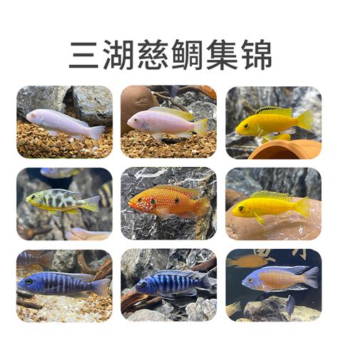 三湖慈鲷鱼马鲷活体中小型热带观赏杂鲷淡水台系纯种孔雀岩栖坦鲷 虎窝淘