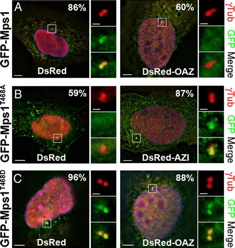 Antizyme Modulates The Centrosomal Accumulation Of Mps1 In A