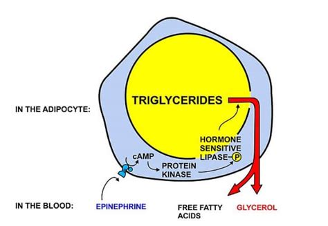 Adipocyte The Definitive Guide Biology Dictionary