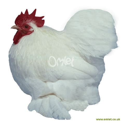 Pure Cochin Bantam