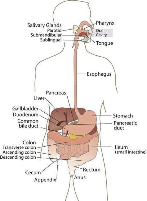 A Diagram Of The Digestive System With Labels Digestive Syst