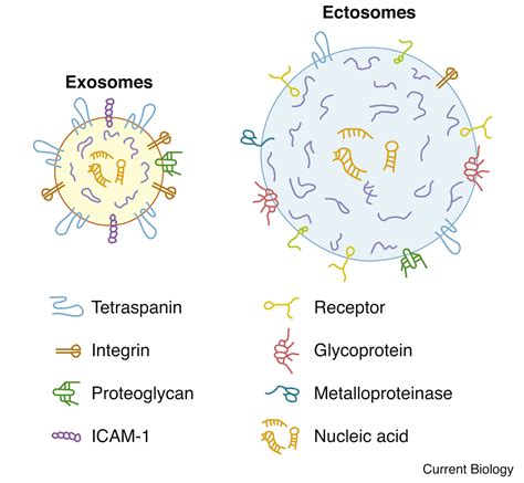 Exosomes And Ectosomes In Intercellular Communication Current Biology