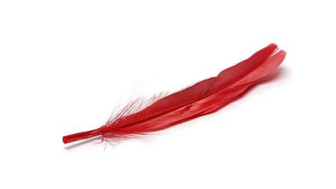 Red Feather Free Photo Download Freeimages