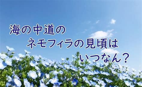 海の中道のネモフィラ、見頃はいつ？フラワーピクニックの開催もチェック！｜イベントお出かけ情報はココをチェック！ 時々耳より情報も！