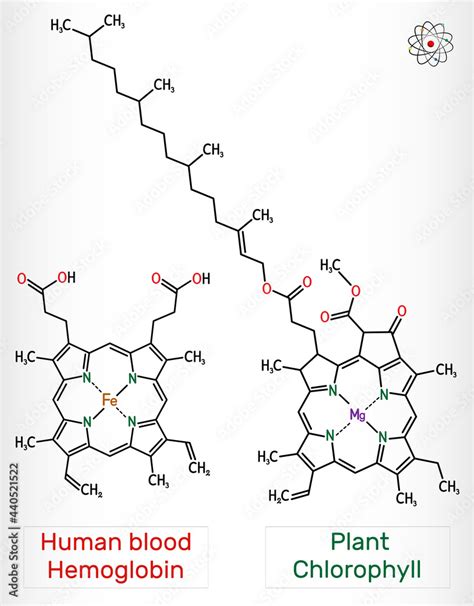 Chemical Makeup Of Human Blood Saubhaya Makeup