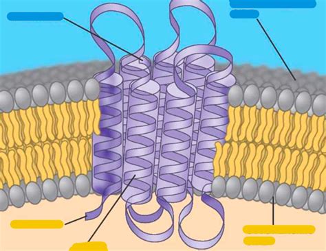 Structure Of Transmembrane Proteins Diagram Quizlet