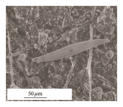ESEM Micrographs Showing The Diatom Species Composition Present On The