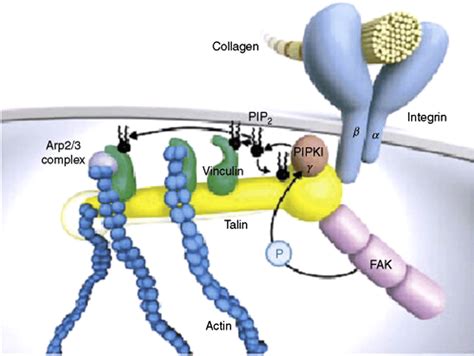 A Model Of Integrin Binding To Ecm Molecules And The Formation Of