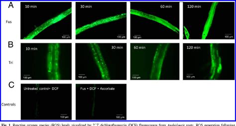 Figure 1 From Trichoderma Asperelloides Suppresses Nitric Oxide
