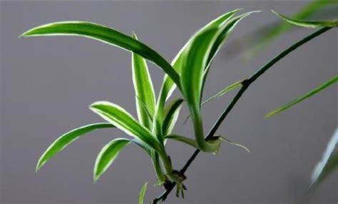 家居養花如何讓吊蘭度過嚴冬經歷嚴寒的吊蘭長的更好 imomo植物識別