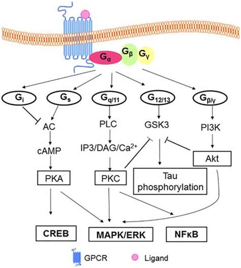 Signal transduction pathwaysのおすすめ画像 件 Pinterest 科学のイラストプロテイン化学