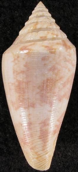 Conus Compressus 3668165