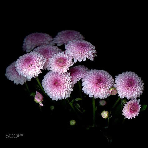 Mini Mums By Magda Indigo On 500px Flower Garden Delicate Flower