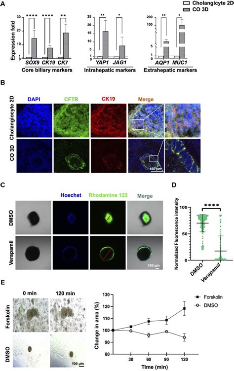3d Organoid Cultivation Improves The Maturation And Functional Differentiation Of Cholangiocytes