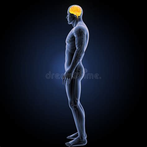 Human Brain With Skeleton Lateral View Stock Illustration Illustration Of Background