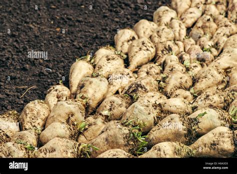 harvested sugar beet crop root pile on the ground selective focus