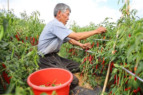 威宁自治县小海镇小海社区：火红辣椒迎丰收威宁自治县县区毕节试验区网