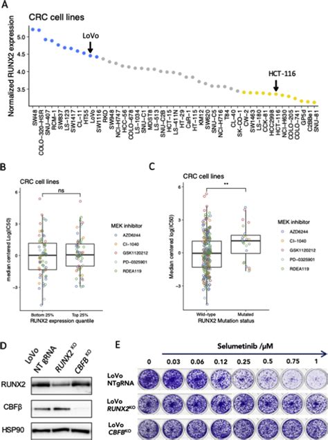 runx2 cbfb modulates the response to mek inhibitors through activation