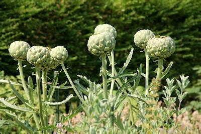 あてにならない植物誌 1st アーティチョークキク科
