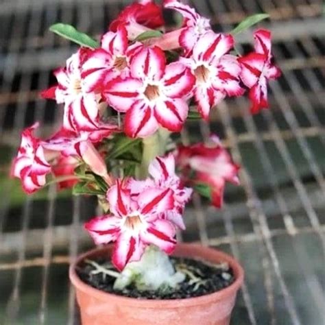 Bịch 10 hạt giống hoa sứ kép Thái Lan cánh nhọn Mã số 1803 Oreka vn